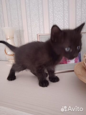Отдам котенка в добрые руки
