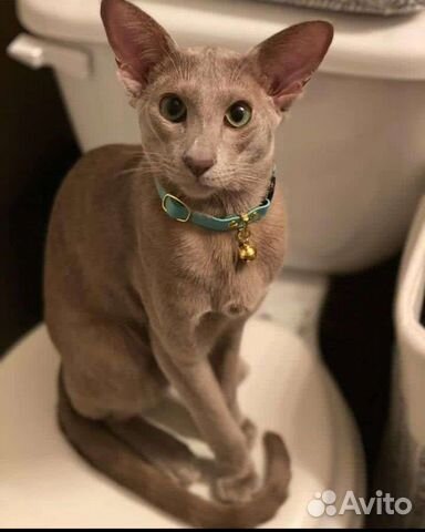 Ориентальный,молодой кот