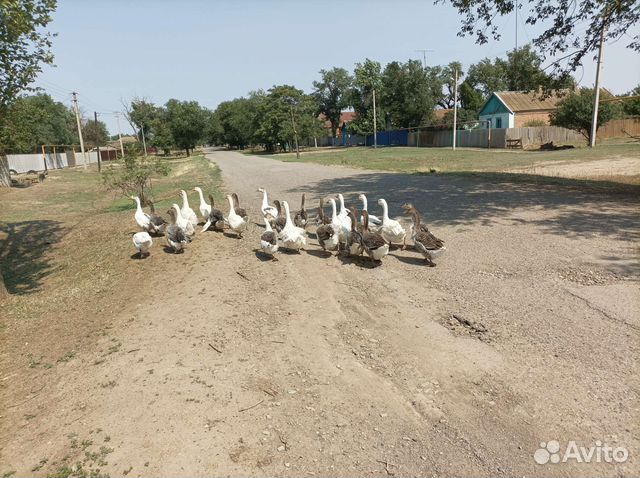 Гуси дамашние и линдовские