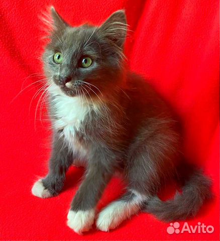 Котята в добрые руки бесплатно в дар
