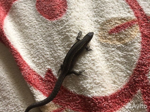 Живородящая ящерица