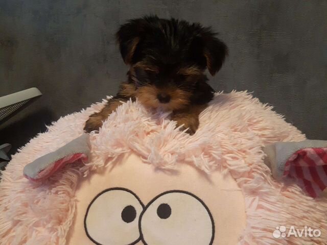 Йоркширский терьер мини мальчишка