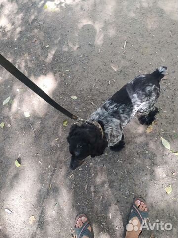 Собака русский спаниель