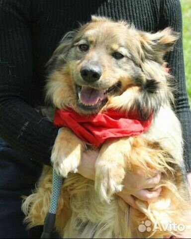 Пушистое чудо живет в приюте