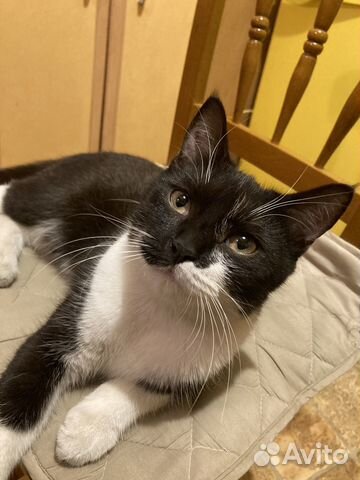 Кошечка Лора