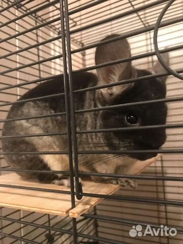 Шиншилла чёрный бархат мальчик