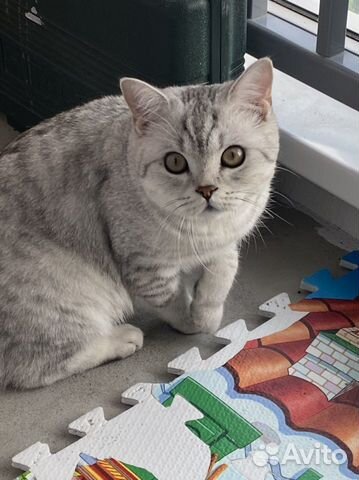 Британский котенок