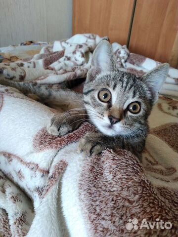 Котенок