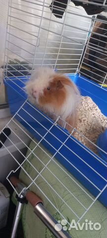 Отдам морскую свинку
