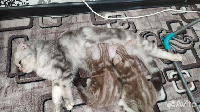 Скоттиш страйт котята