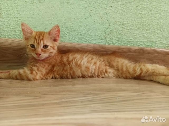 Рыжик пушистый