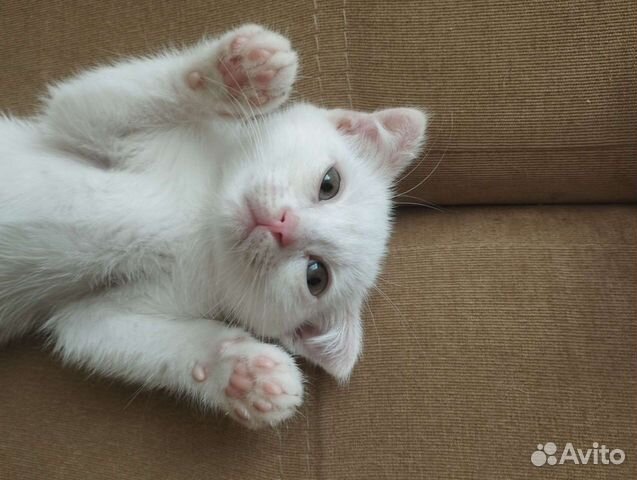 Кошка