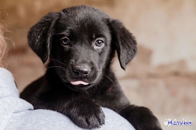 Чудеснейший щенок артур В добрые руки