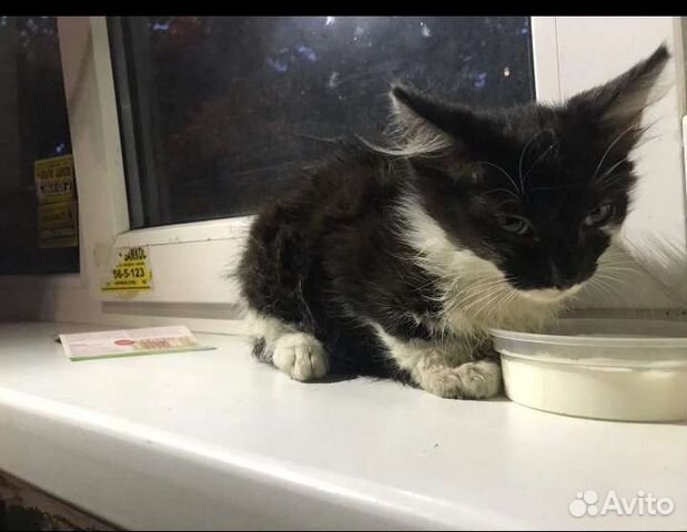 Кошка. Нужны добрые руки, помогите найти. Ростов