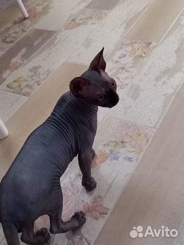 Продам котёнка канадского сфинкса
