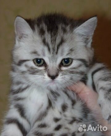 Кошечка и котик отличного типа круглые мордашки