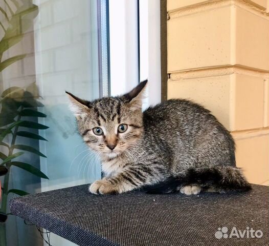 Кругленькая полосаточка котенок Плюша в дар