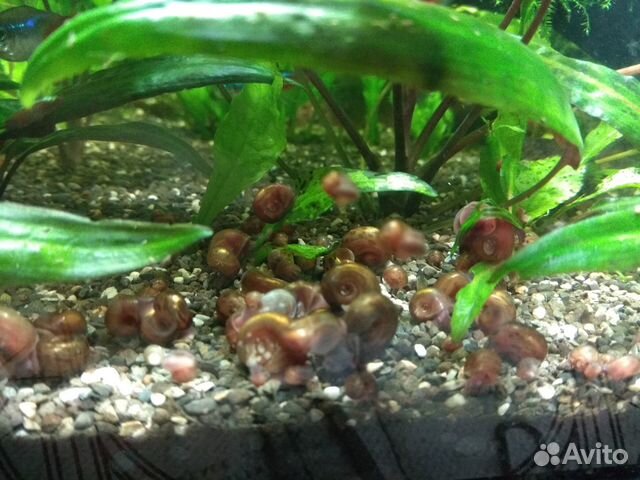 Аквариумные улитки катушки