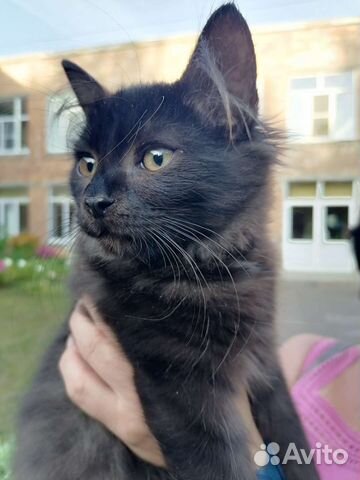 Котенок в добрые руки