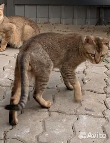 Кот плодный Чаузи Ф4