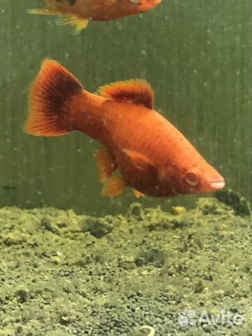 Рубиновый меченосец