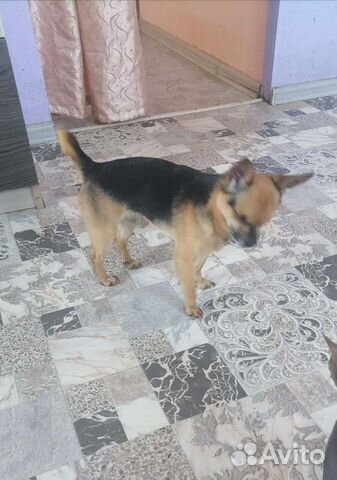 Маленькая собаки бесплатно