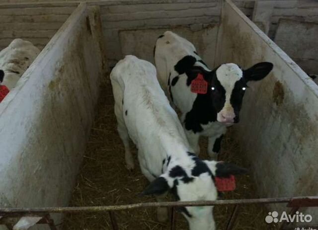 Продаем телята