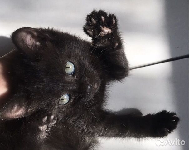 Шоколадный котенок в дар в добрые руки