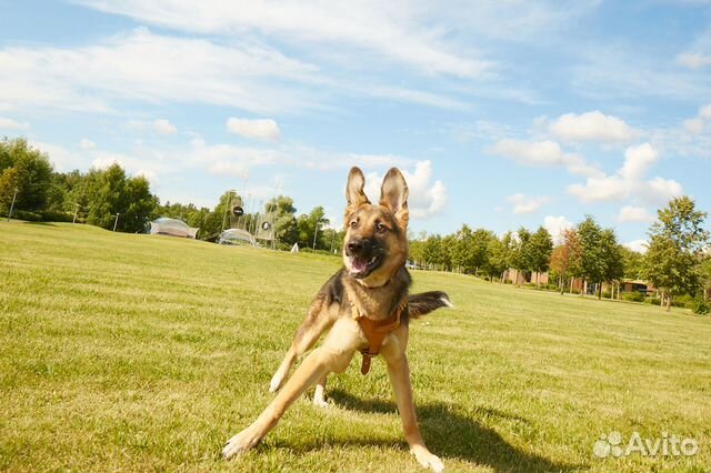 Щенок в добрые руки бесплатно