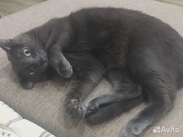 Отдам кота в добрые руки