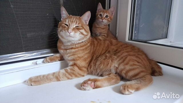 Милашка в добрую семью