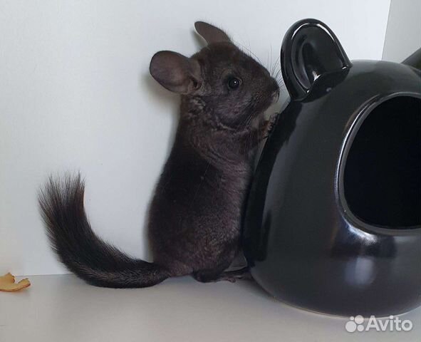 Шиншилленок девочка эбони темный нф 2 мес