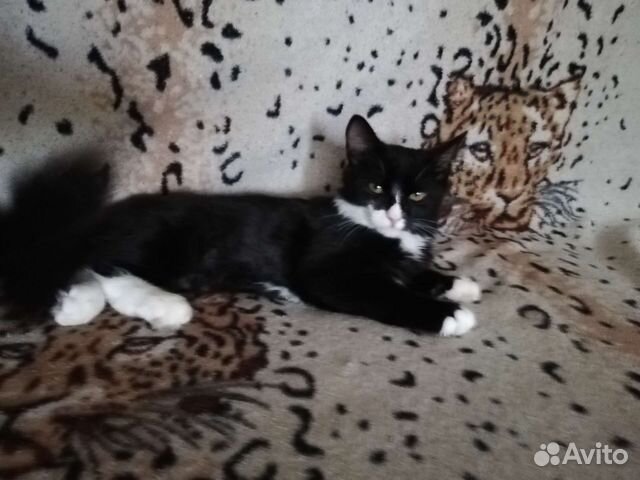 Кот в добрые руки