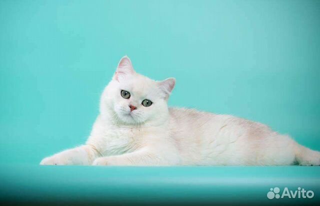 Шикарный котик окрас шиншилла