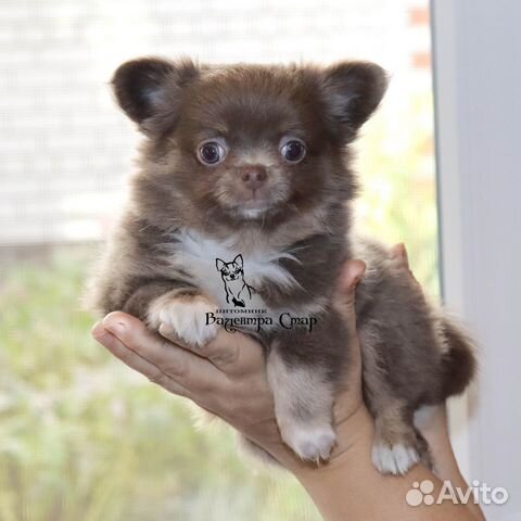 Феррари. Лиловая девочка Чихуа 2 мес. с доставкой