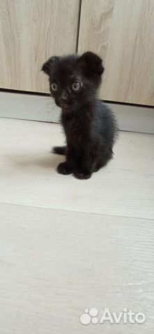 Британские вислоухие котята