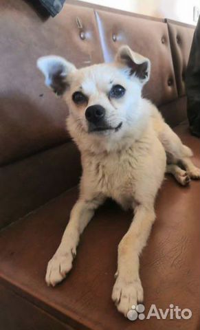 Маленькая собачка ищет дом