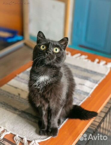 Котик Очень Ласковый в Добрые руки