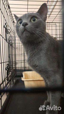 Русская голубая отдам