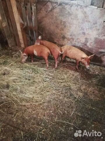 Хрячки крупно-белая мать,отец Дюрок