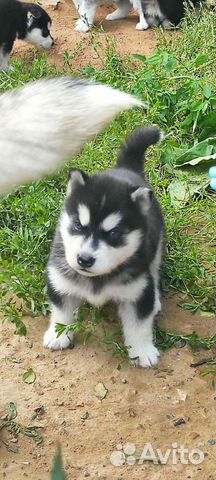 Сибирский хаски