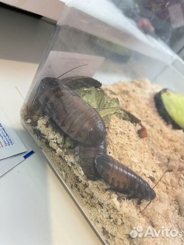 Огромные мадагаскарские тараканы с аквариумом