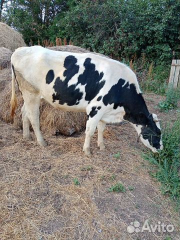 Стельная тёлка на корову