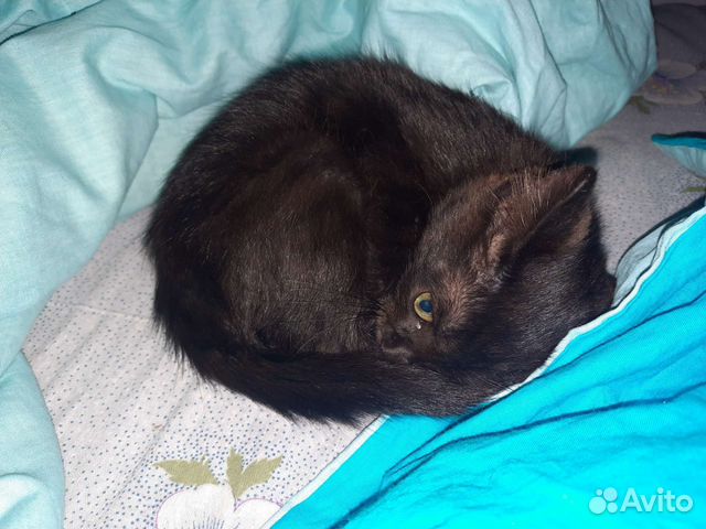 Крошка с ладошку в добрые руки