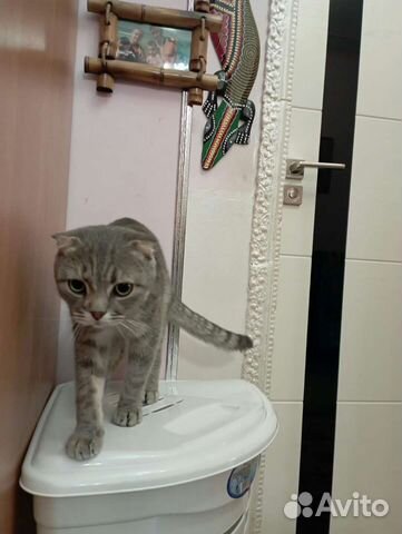 Мальчик вислоушка кастрир