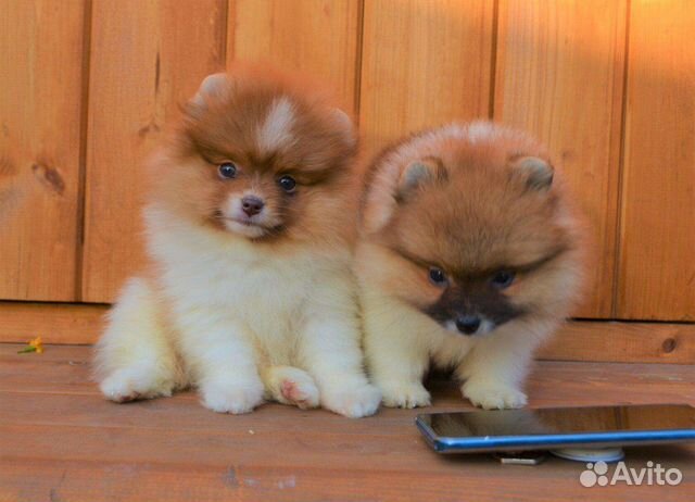 Девочка и мальчик шпицы