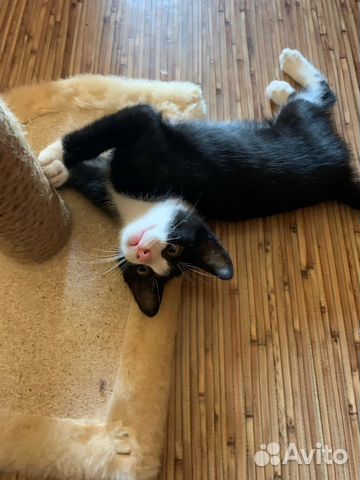 Котенок мальчик