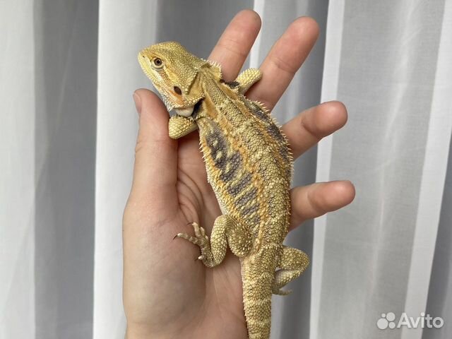 Бородатая агама