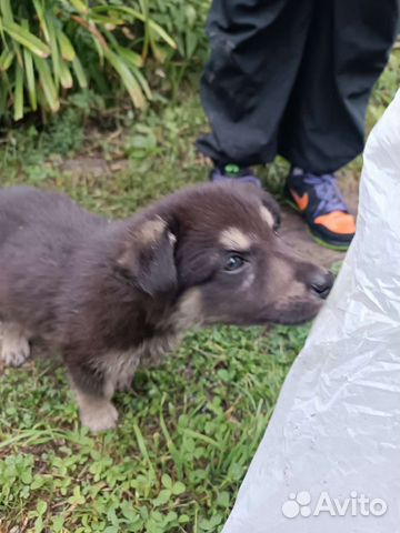 Отдам щенка в добрые руки