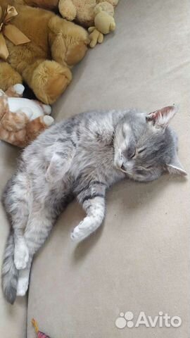 Кот бесплатно